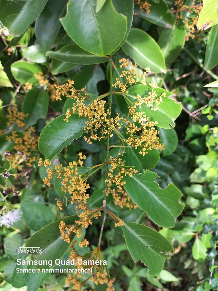 Flora of Sri Lanka