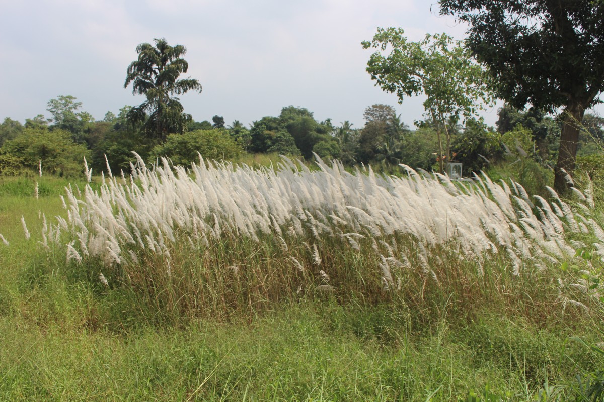 Flora of Sri Lanka