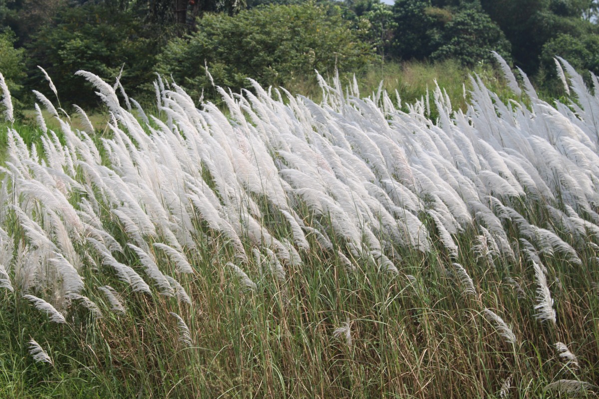 Flora of Sri Lanka