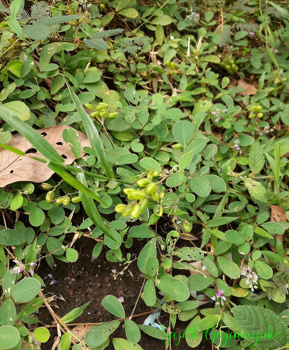 Flora of Sri Lanka