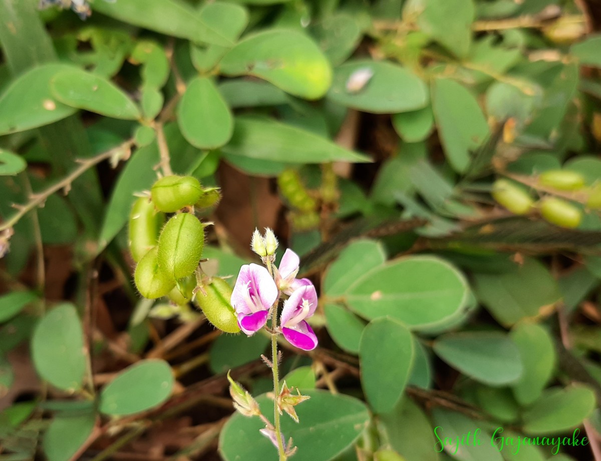 Flora of Sri Lanka