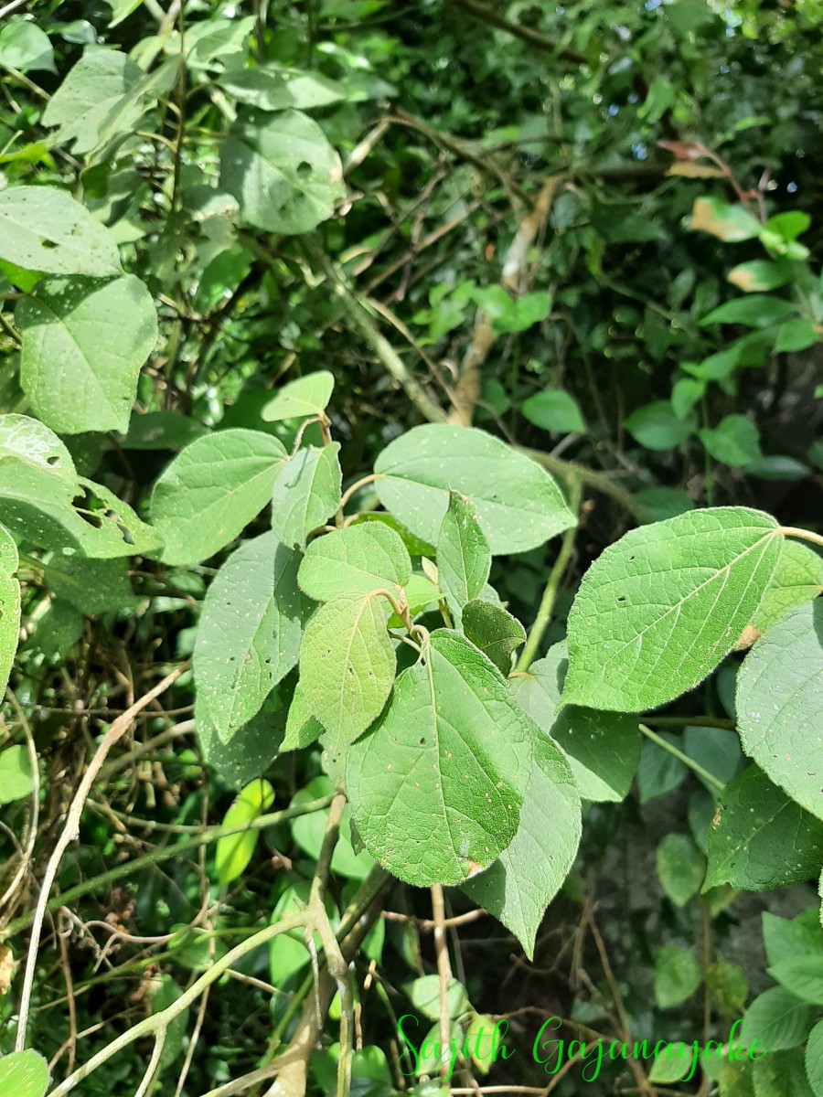 Flora of Sri Lanka