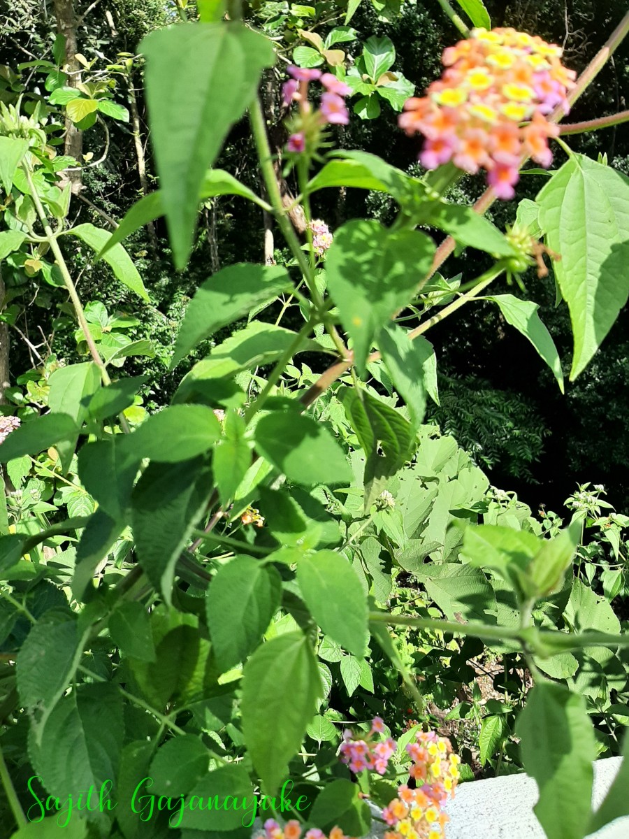 Flora of Sri Lanka
