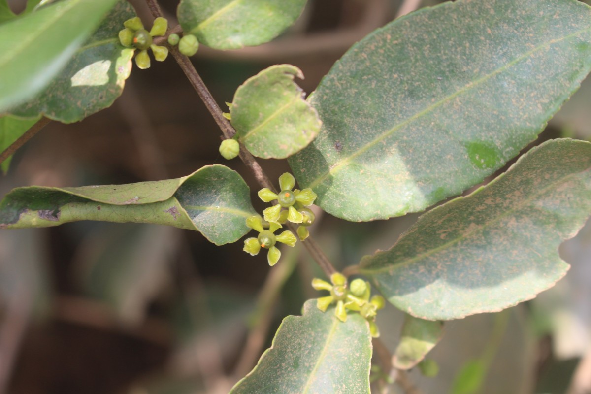 Flora of Sri Lanka