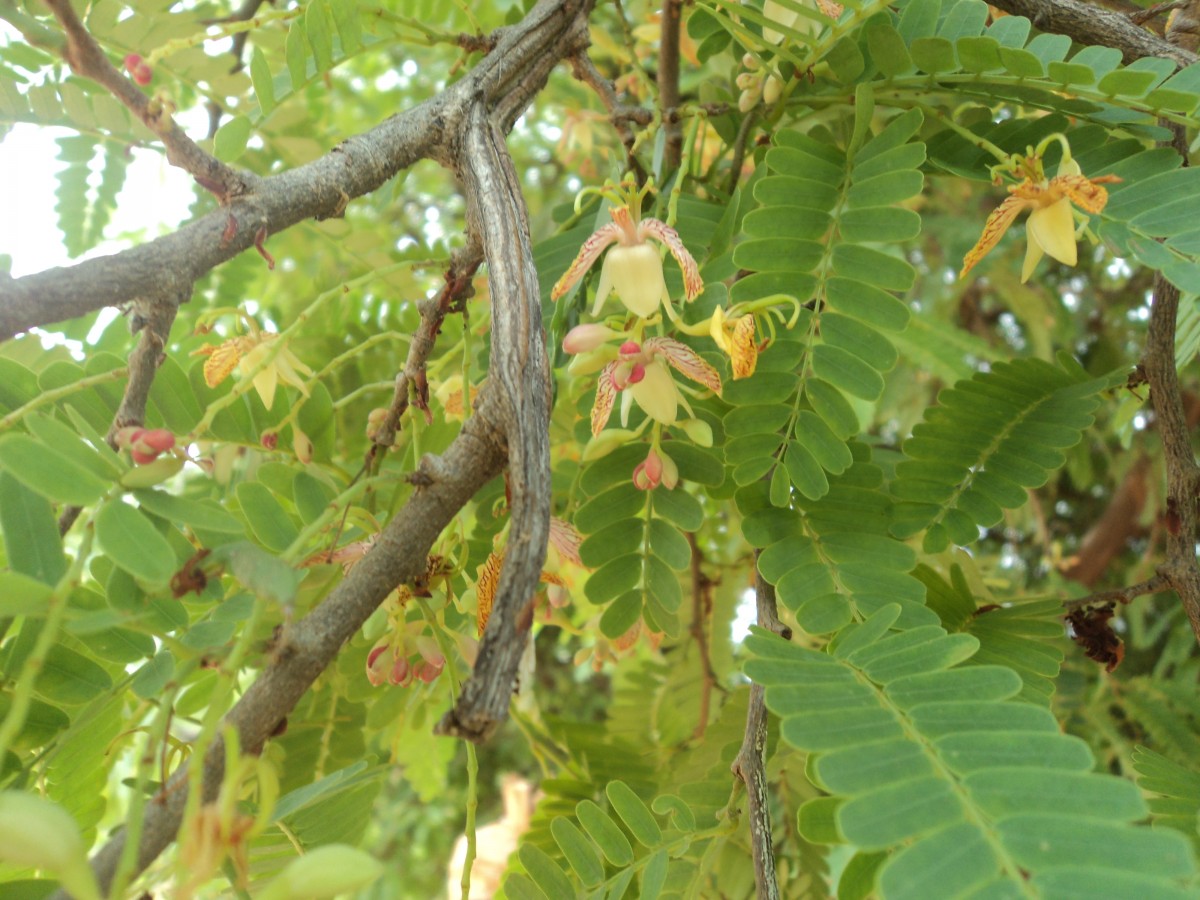 Flora of Sri Lanka