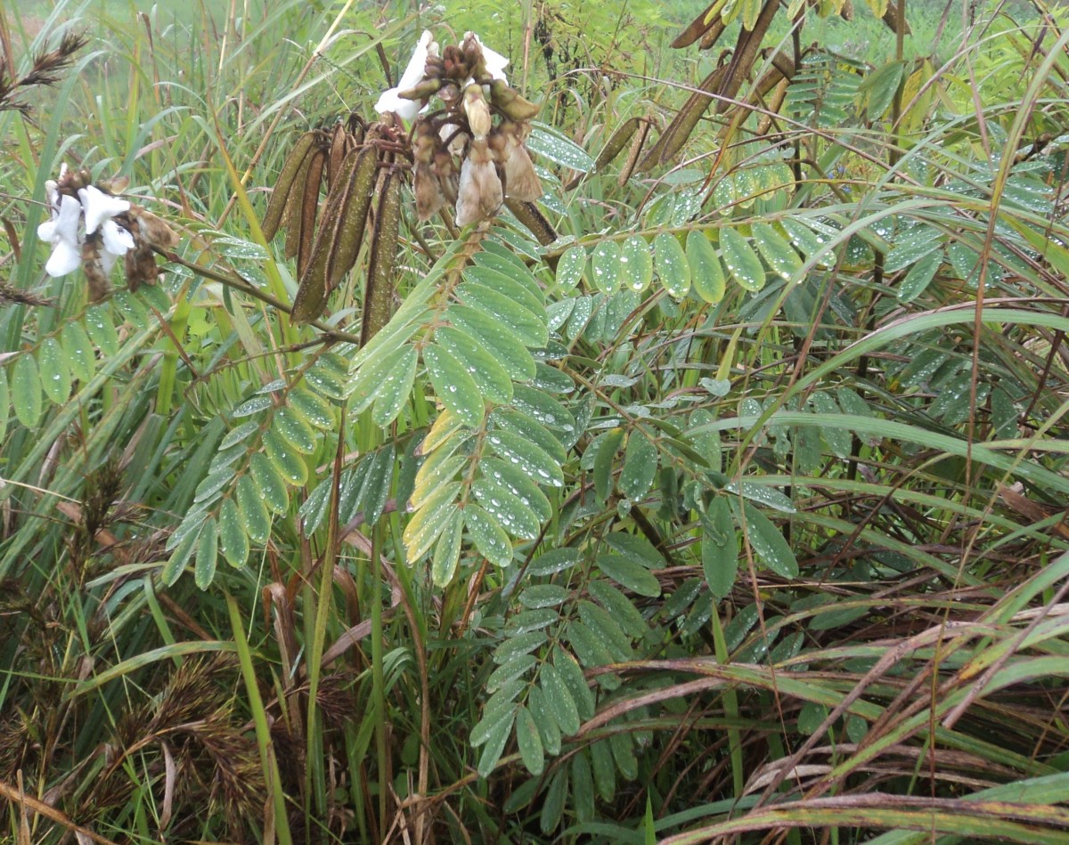 Flora of Sri Lanka