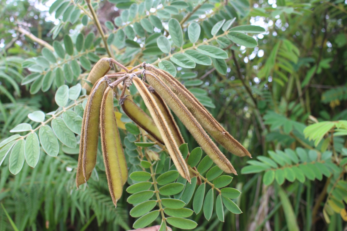 Flora of Sri Lanka