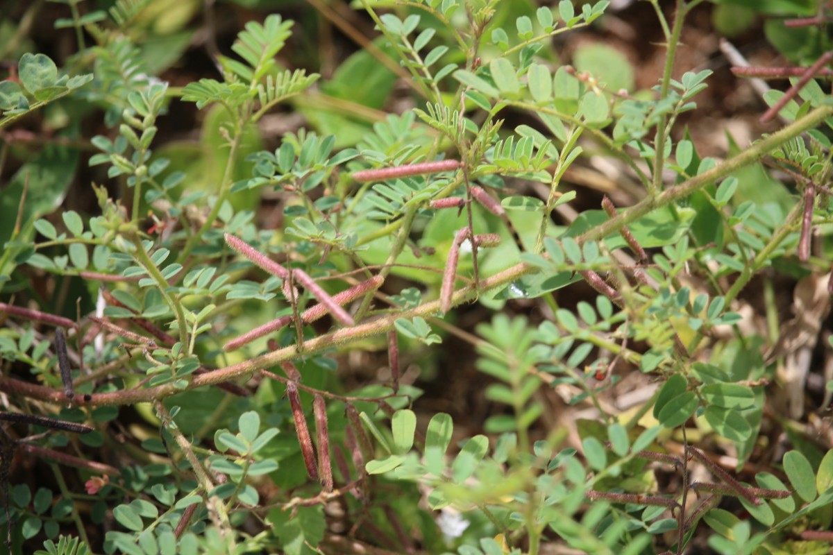 Flora of Sri Lanka