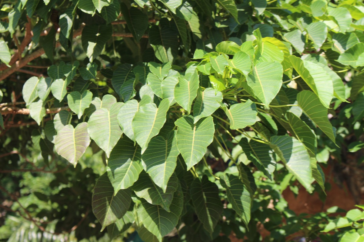 Flora of Sri Lanka
