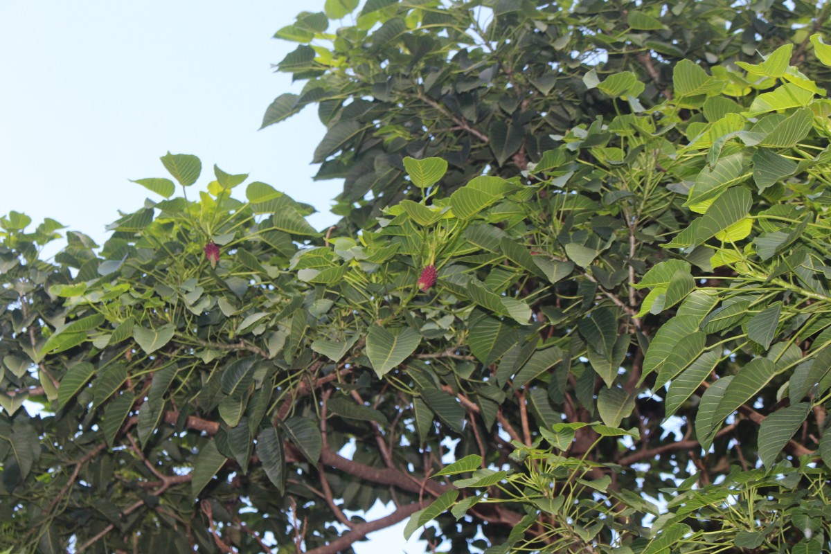 Flora of Sri Lanka