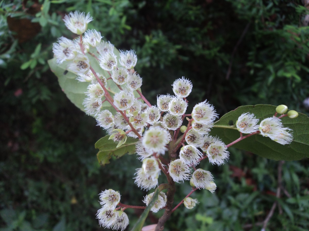 Flora of Sri Lanka