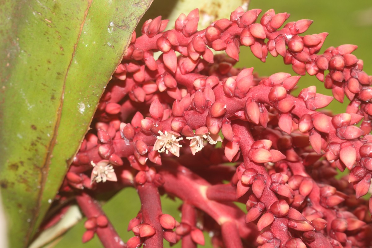 Flowers In Sri Lanka Wikipedia | Best Flower Site