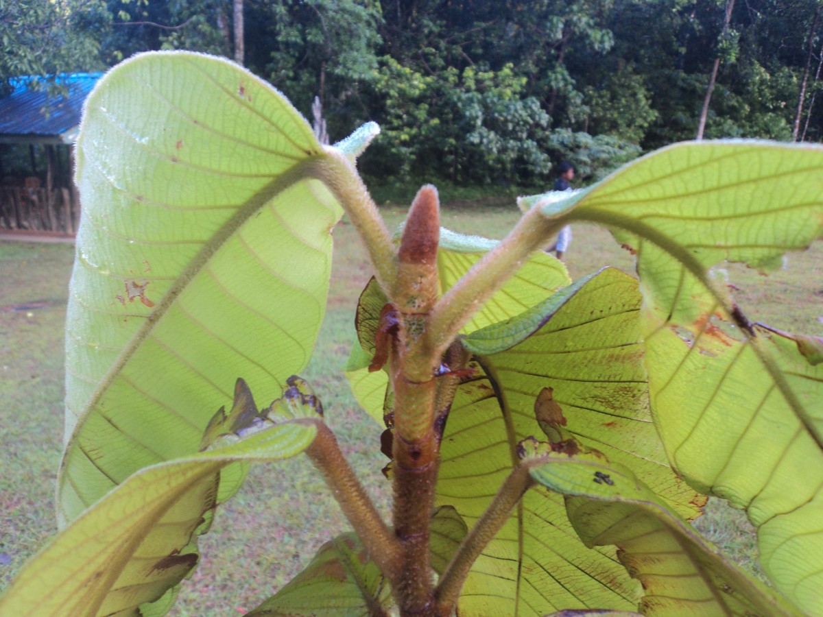 Flora of Sri Lanka
