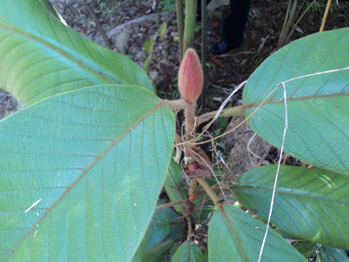 Flora of Sri Lanka