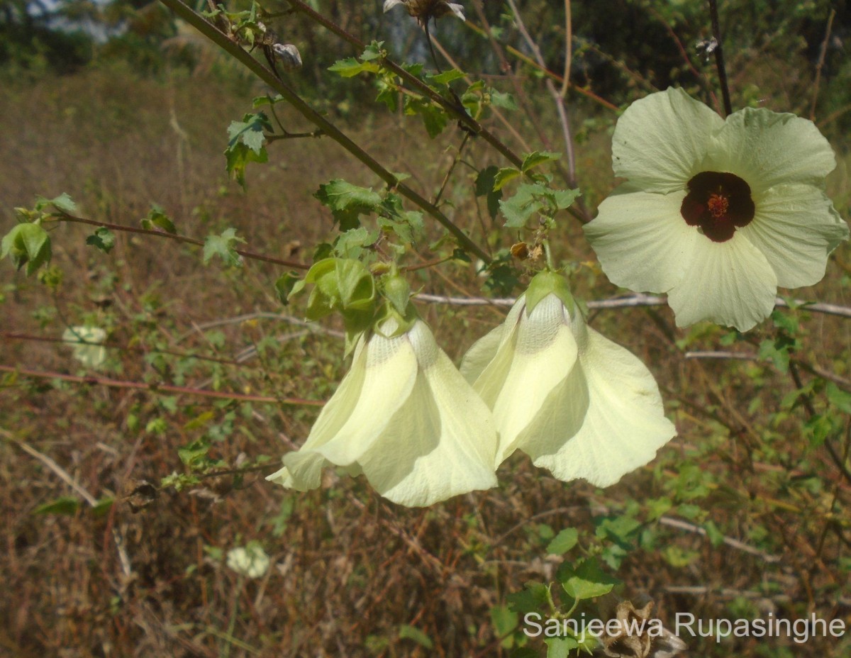 Flora of Sri Lanka