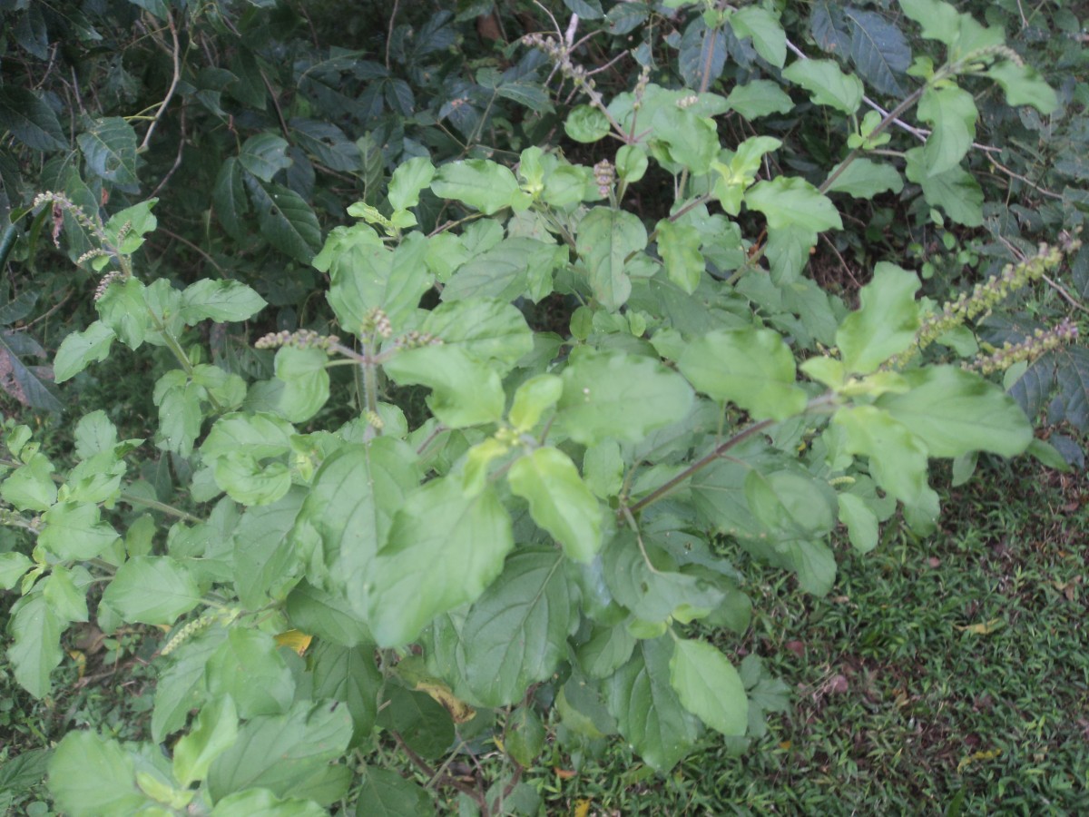 Flora of Sri Lanka