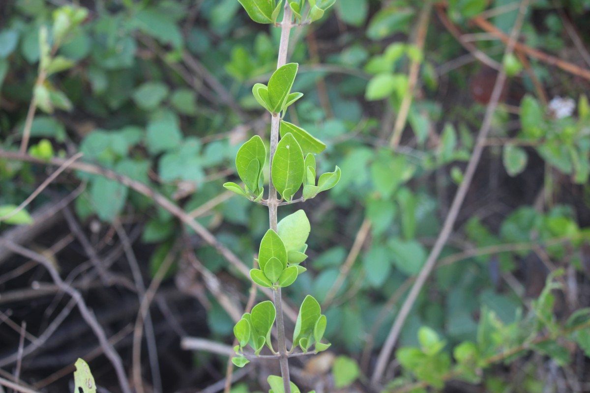 Flora of Sri Lanka