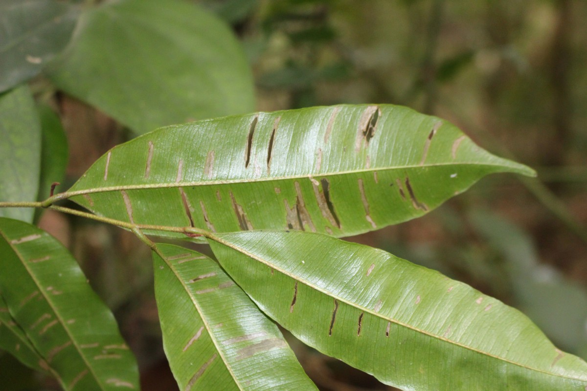 Flora of Sri Lanka