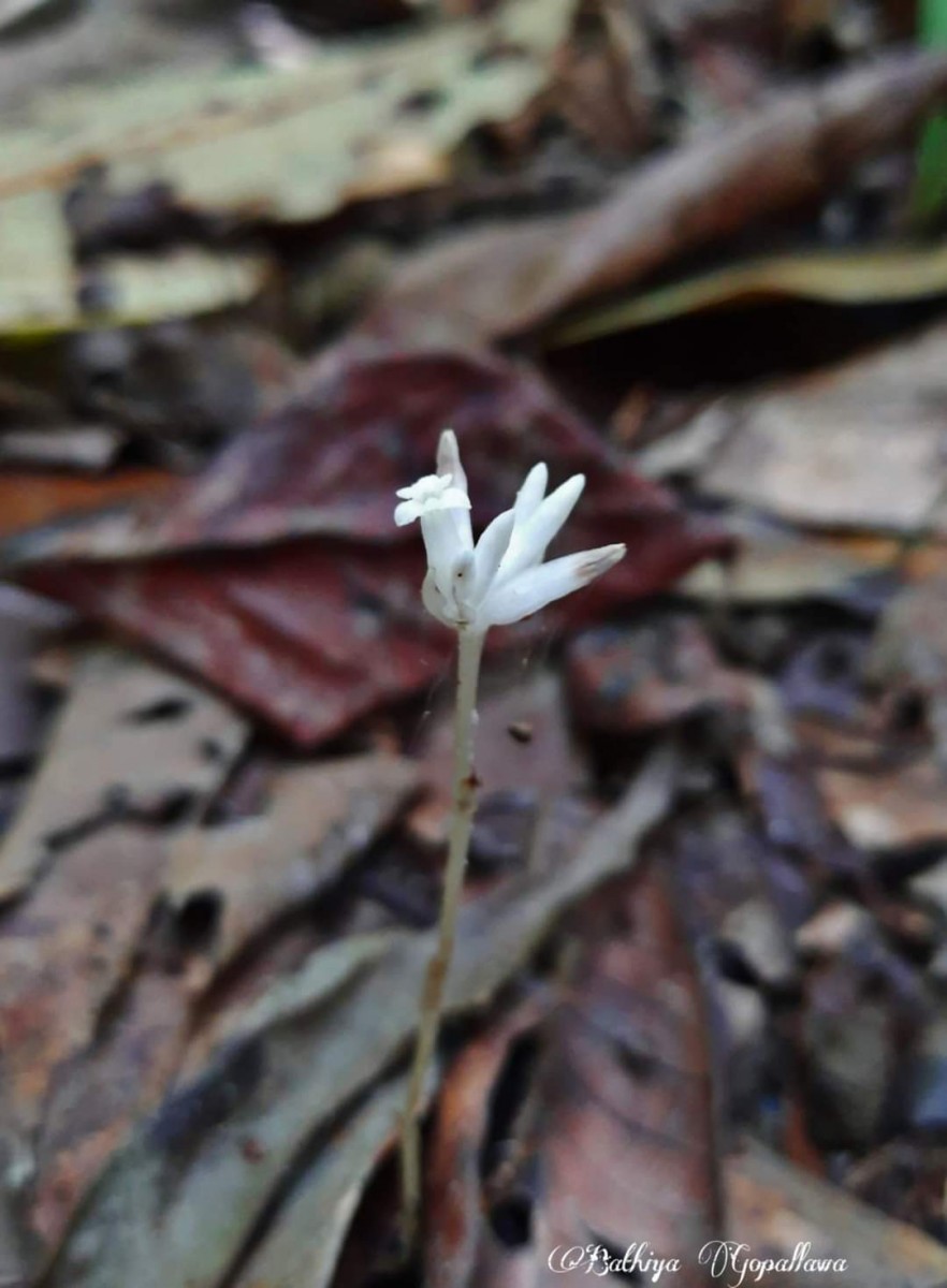 Flora of Sri Lanka