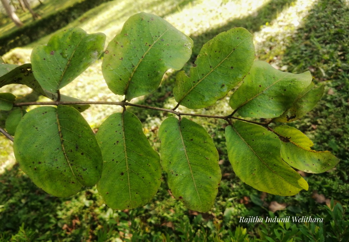 Flora of Sri Lanka