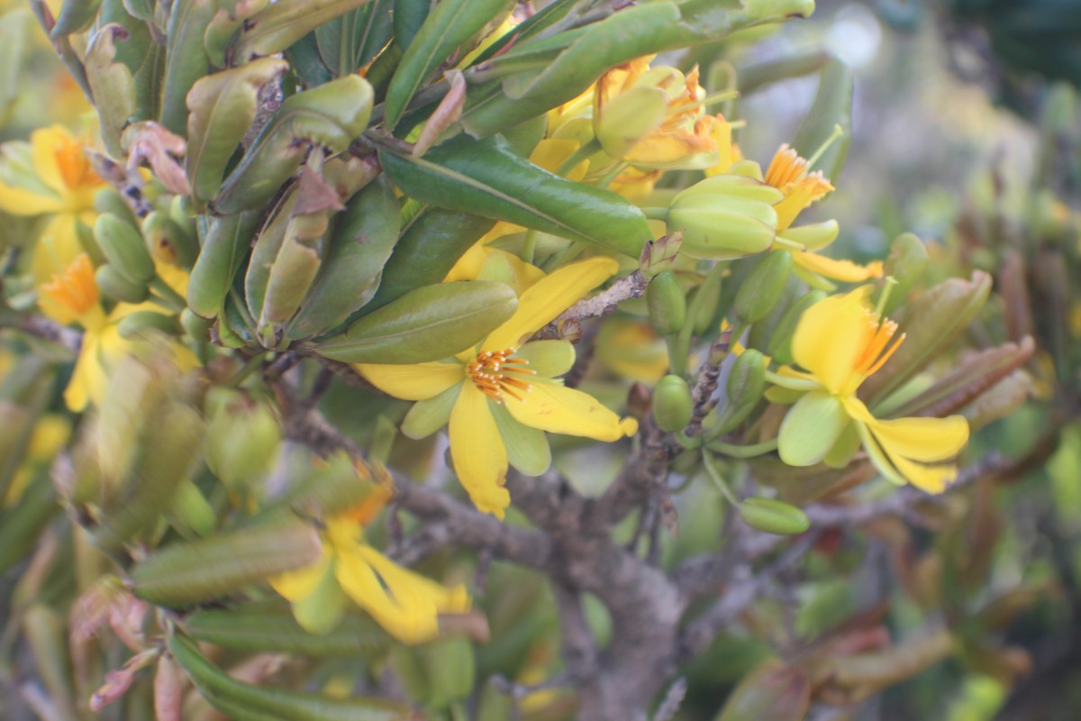 Flora of Sri Lanka