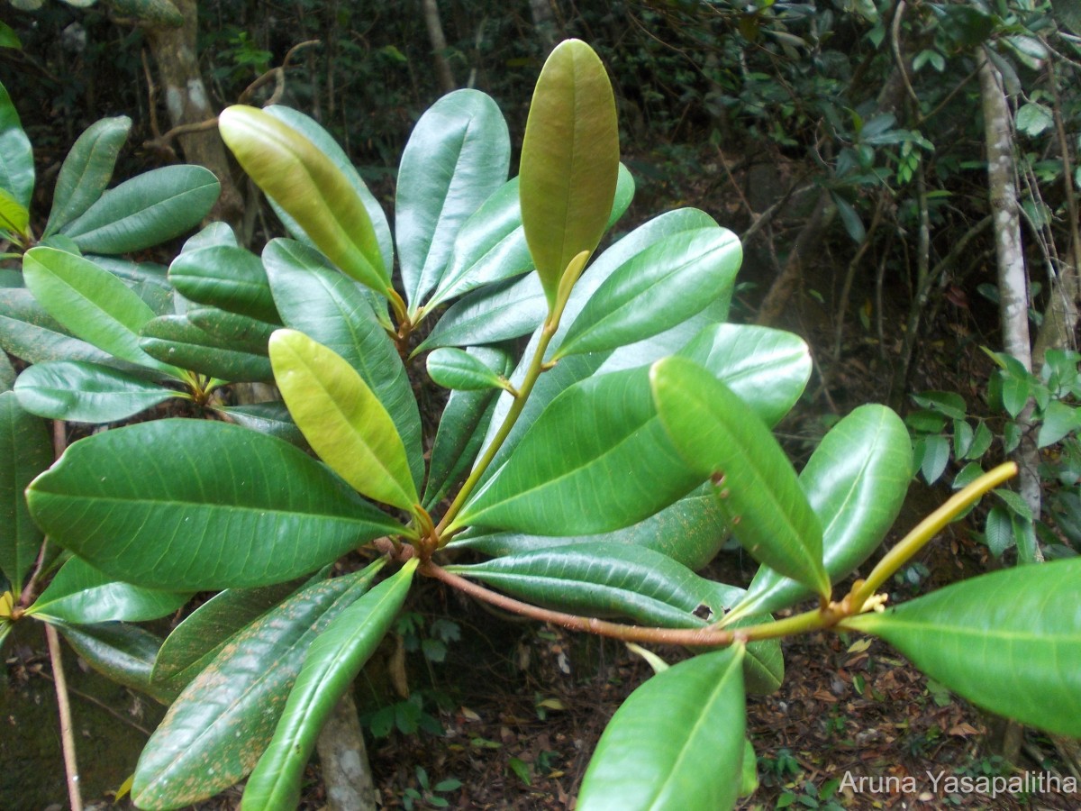 Flora of Sri Lanka