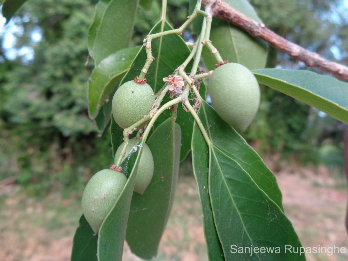 Flora of Sri Lanka