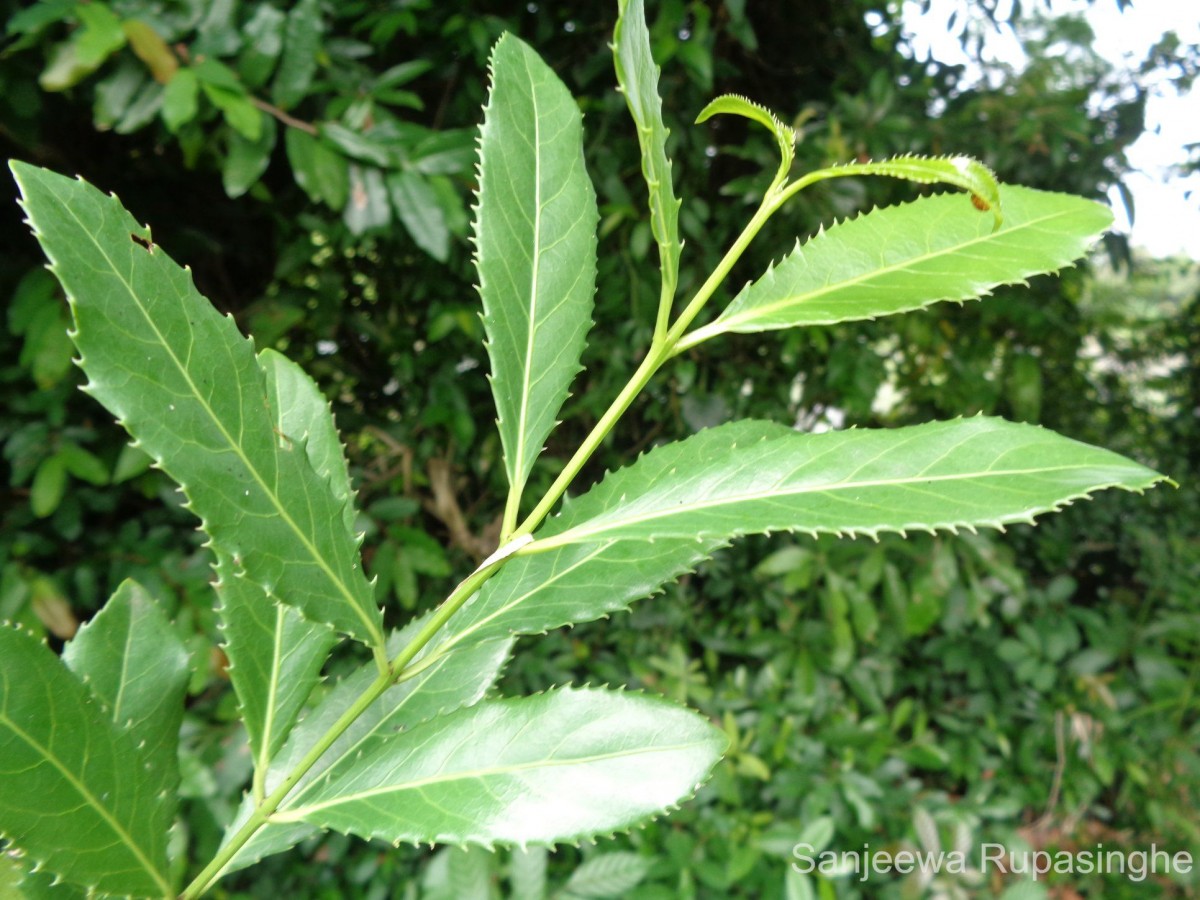 Flora of Sri Lanka