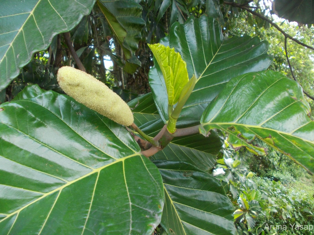 Flora of Sri Lanka