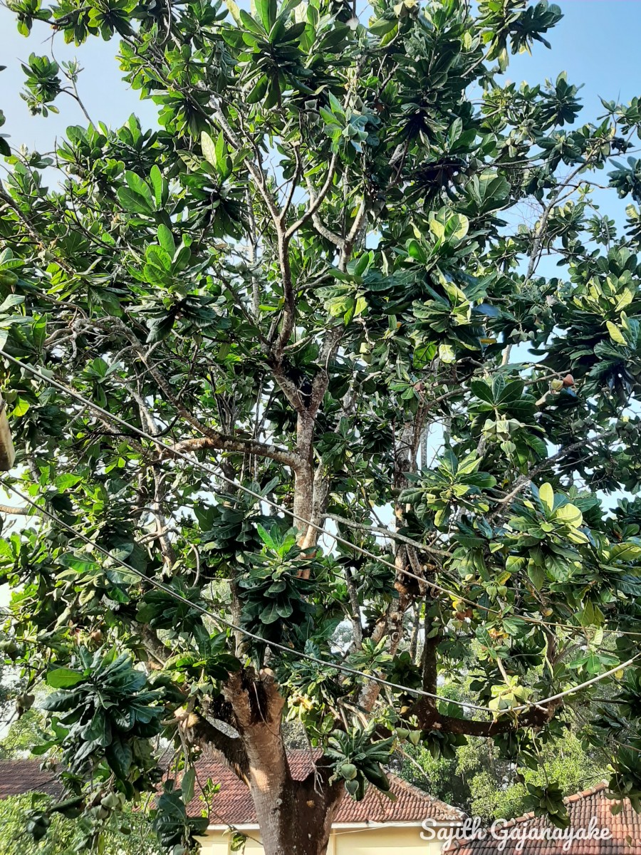 Flora of Sri Lanka