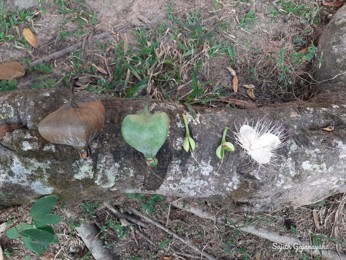 Flora of Sri Lanka