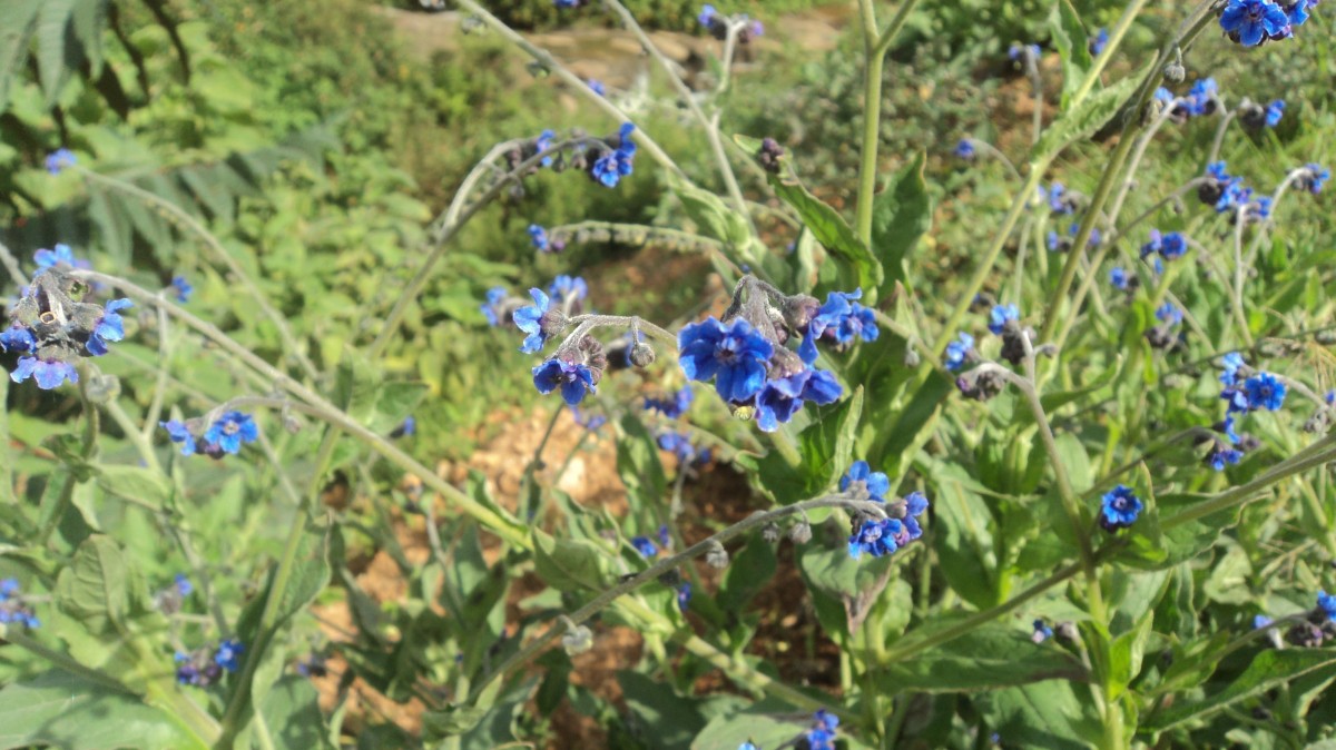 Flora of Sri Lanka
