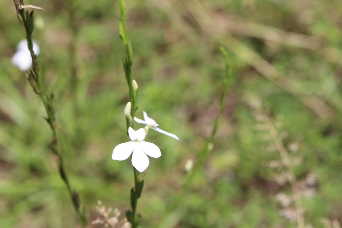 Flora of Sri Lanka