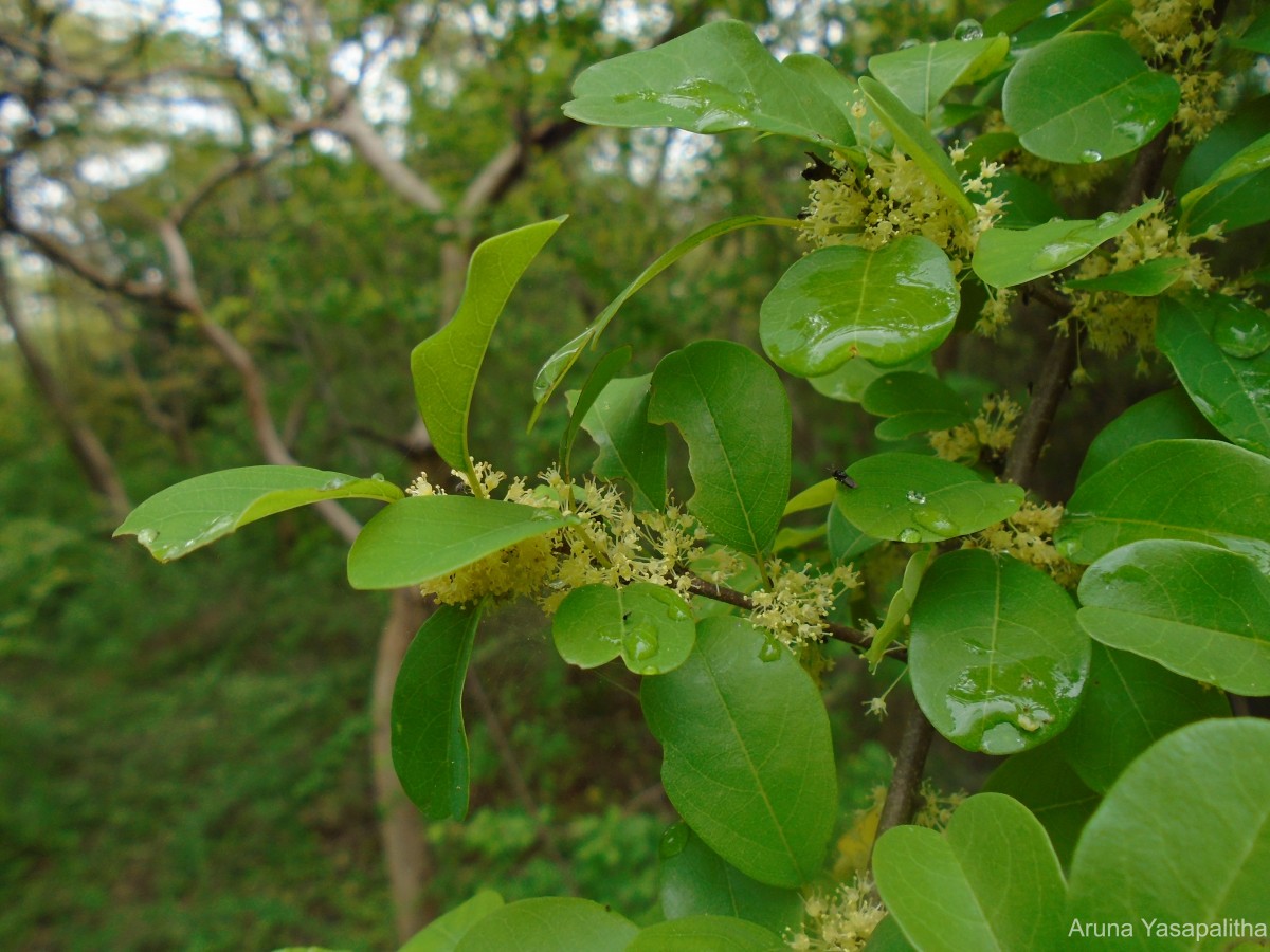 Flora of Sri Lanka