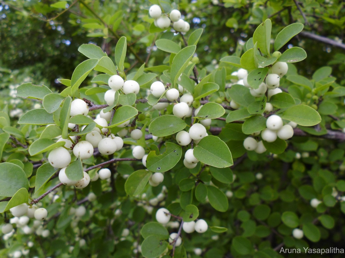 Flora of Sri Lanka