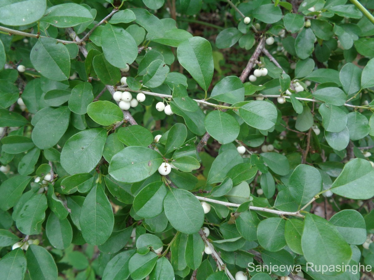 Flora of Sri Lanka