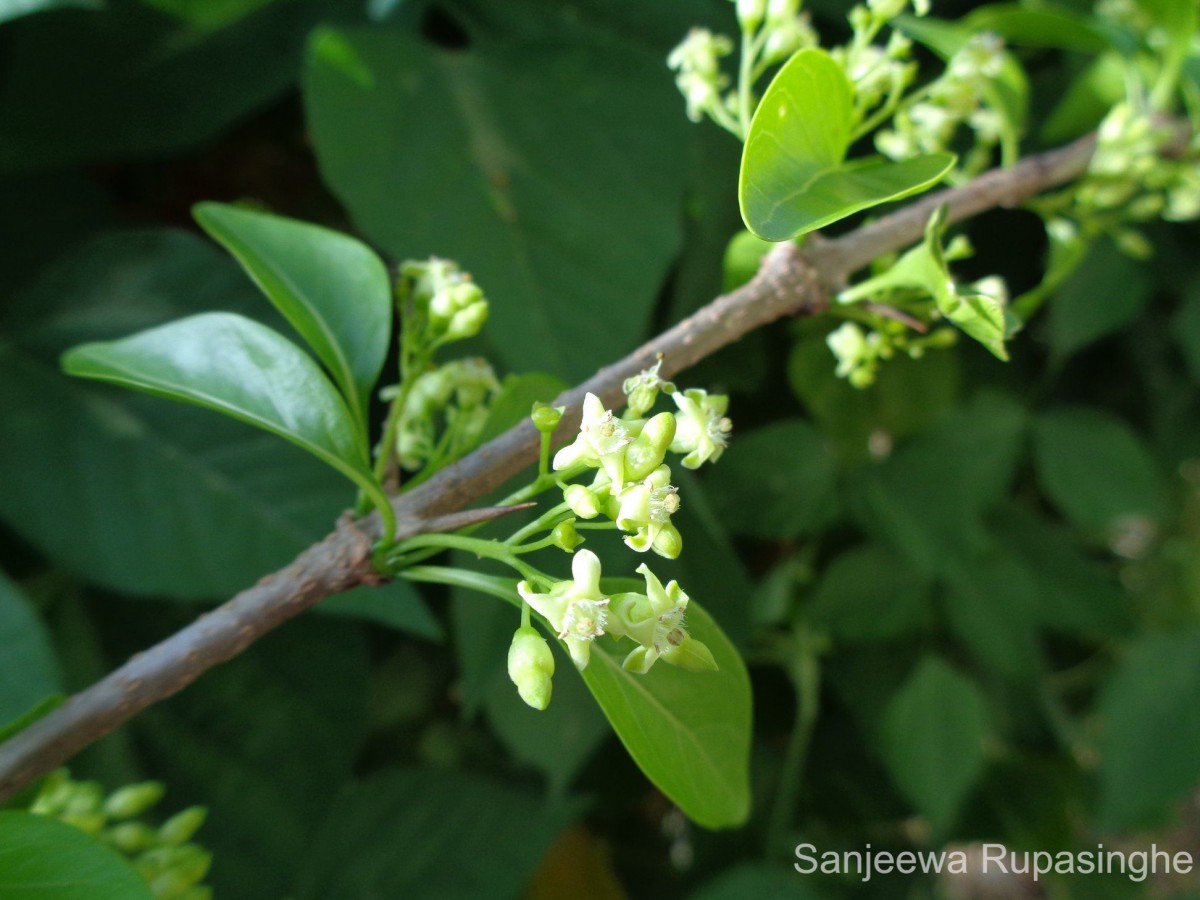 Flora of Sri Lanka