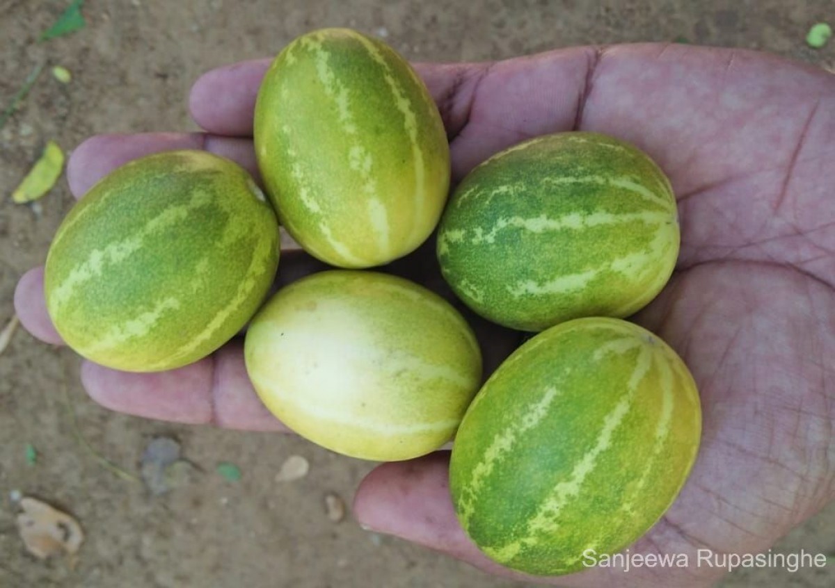 Flora of Sri Lanka