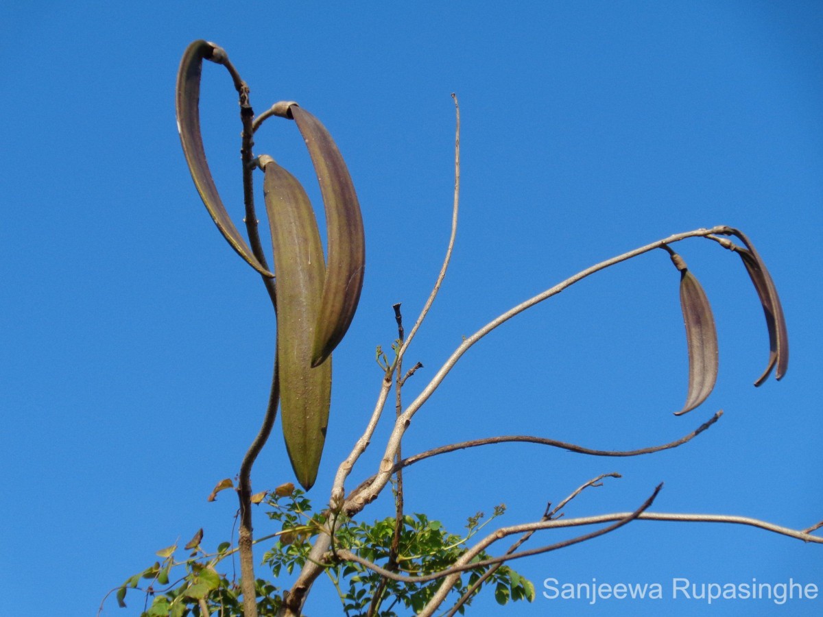 Flora of Sri Lanka