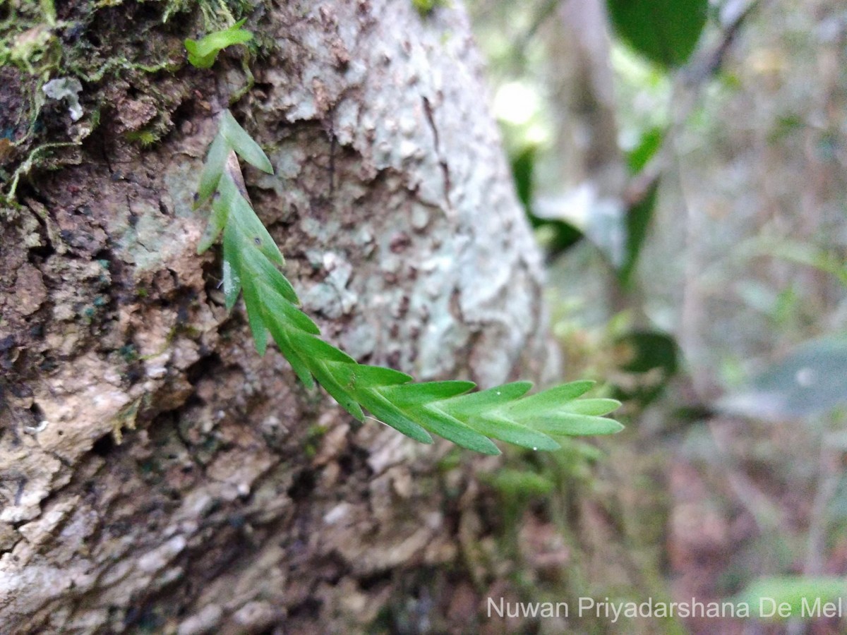 Flora of Sri Lanka
