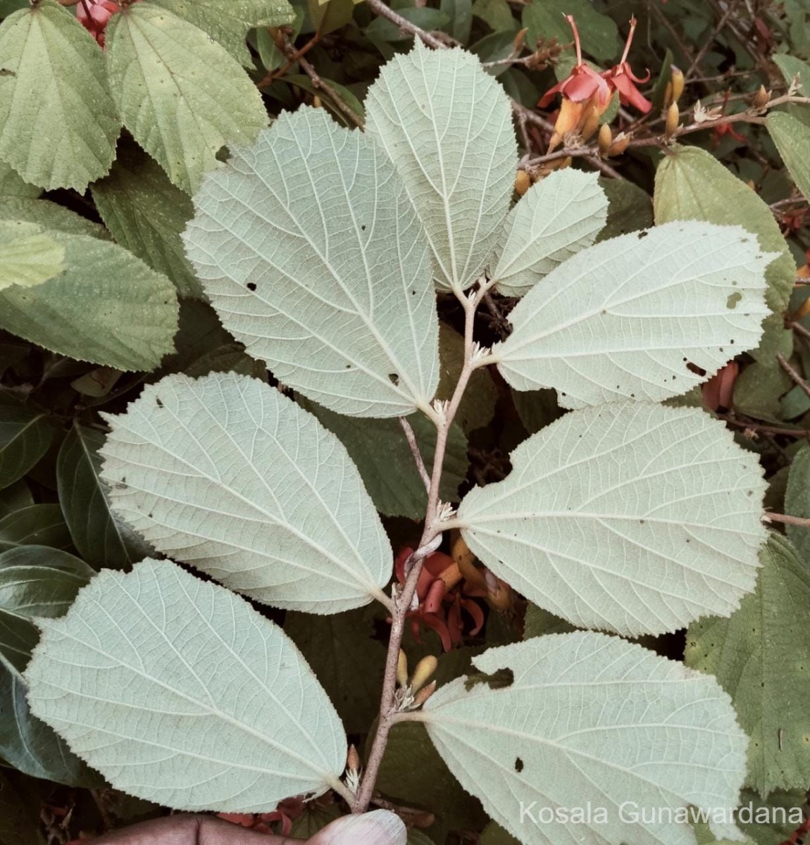 Flora of Sri Lanka