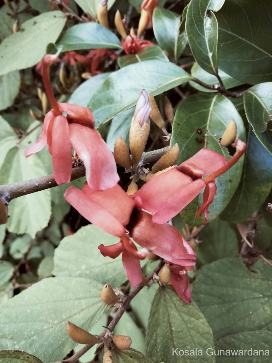 Flora of Sri Lanka