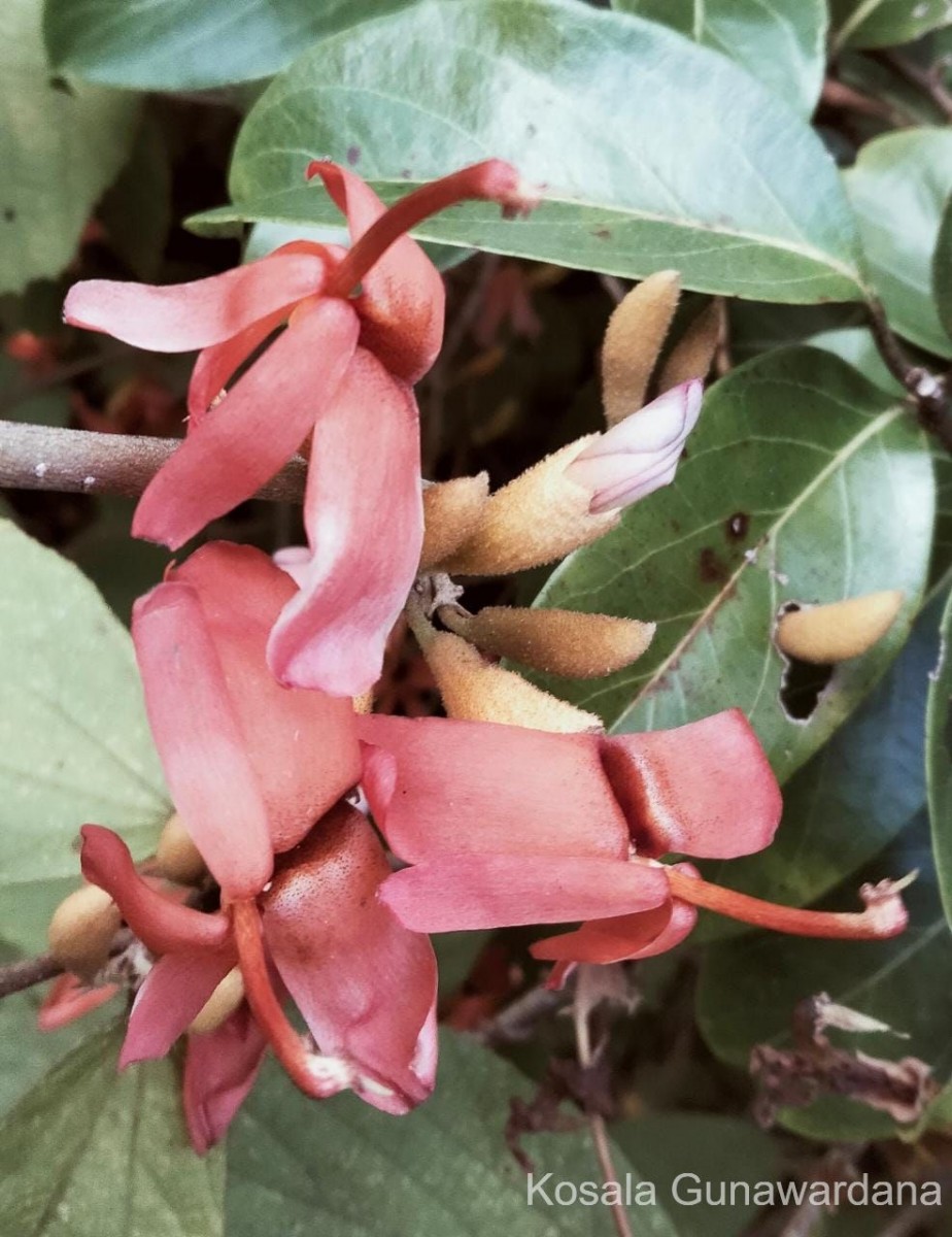 Flora of Sri Lanka