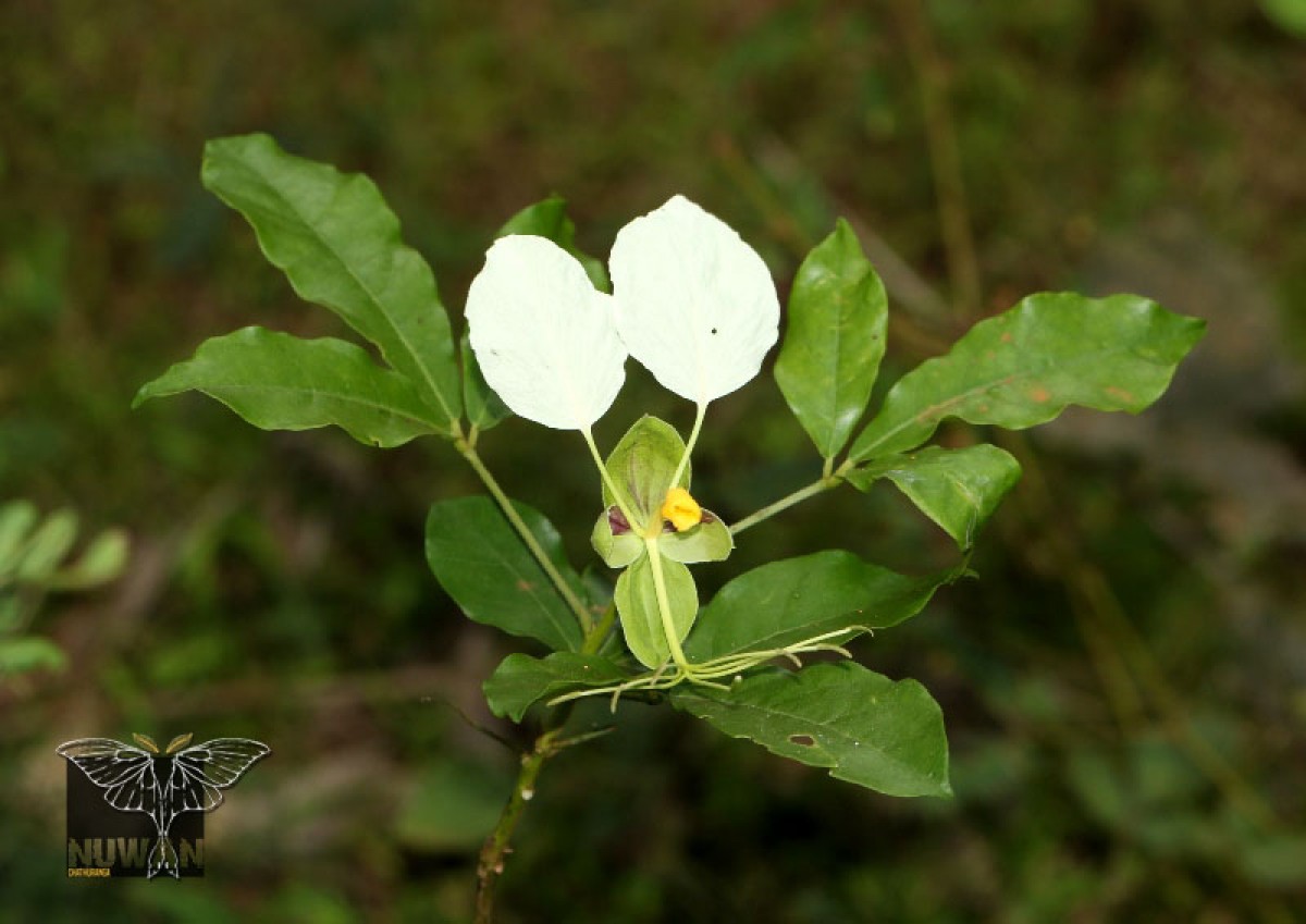 Flora of Sri Lanka