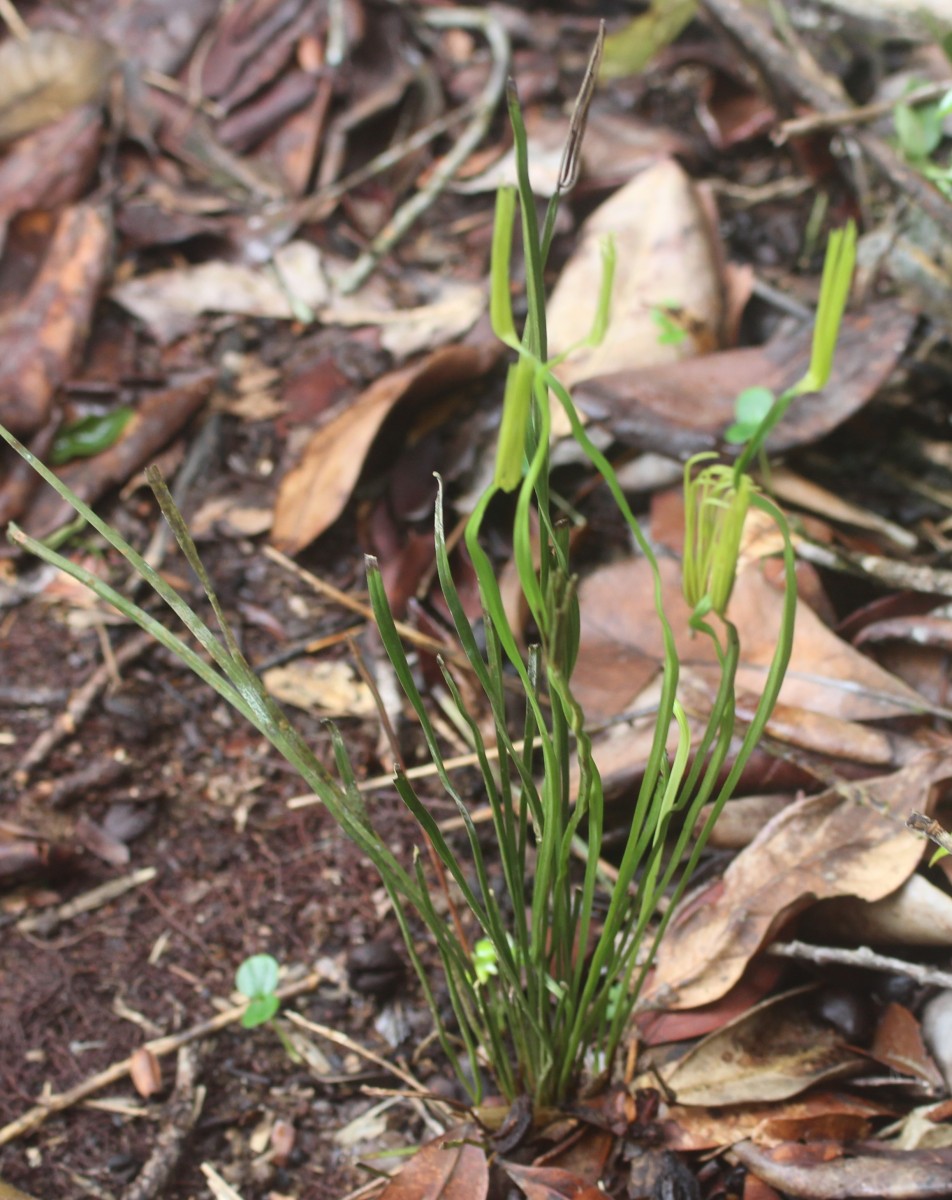 Flora of Sri Lanka