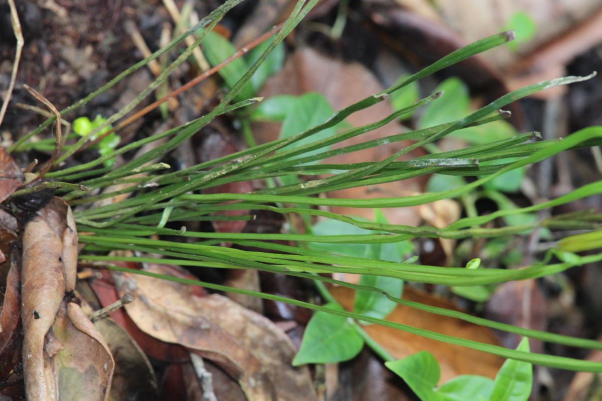 Flora of Sri Lanka