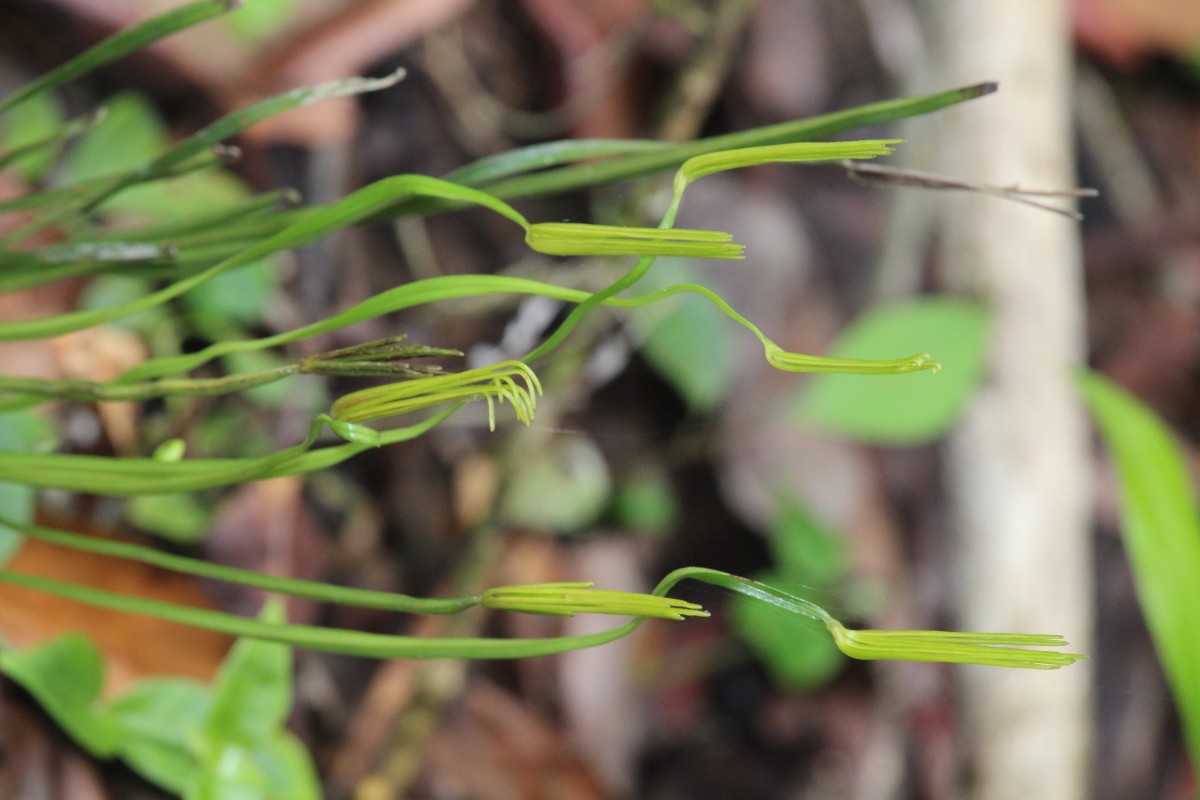 Flora of Sri Lanka