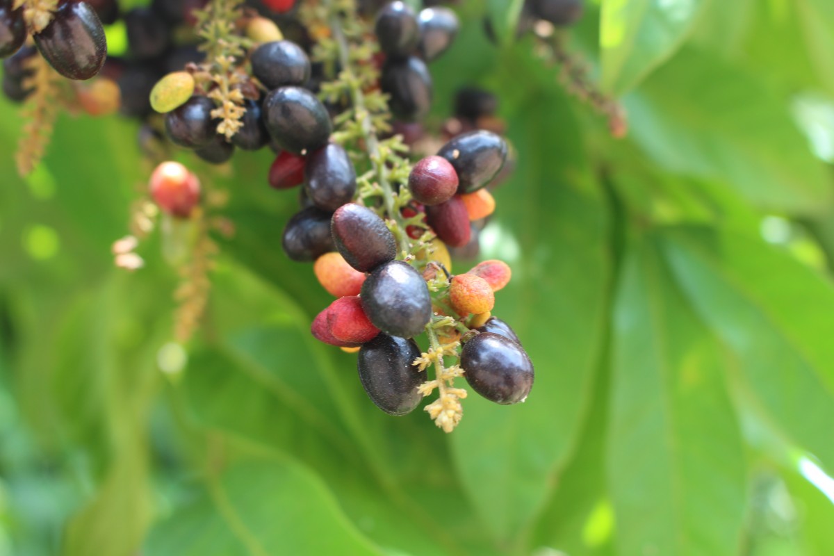 Flora of Sri Lanka