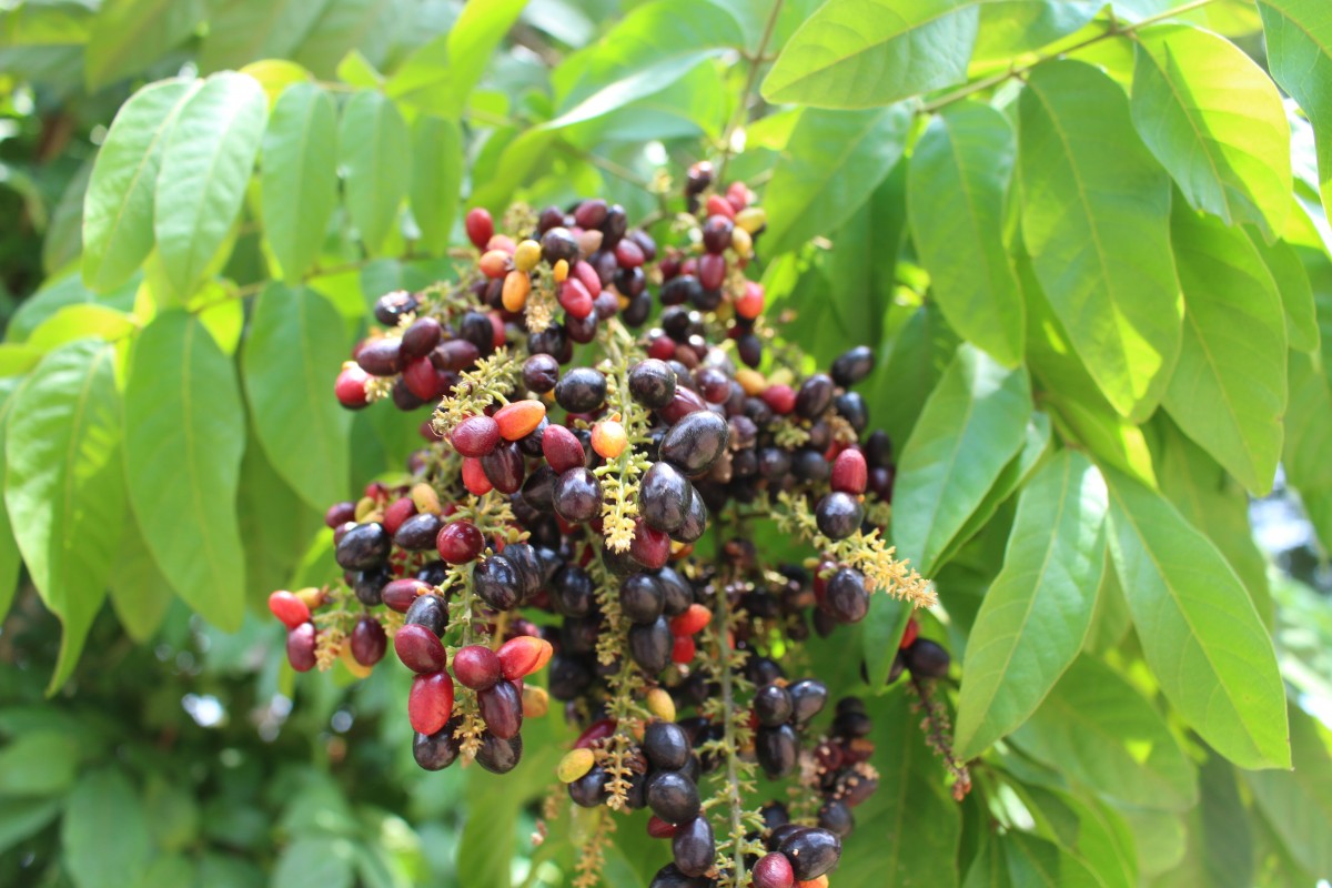 Flora of Sri Lanka