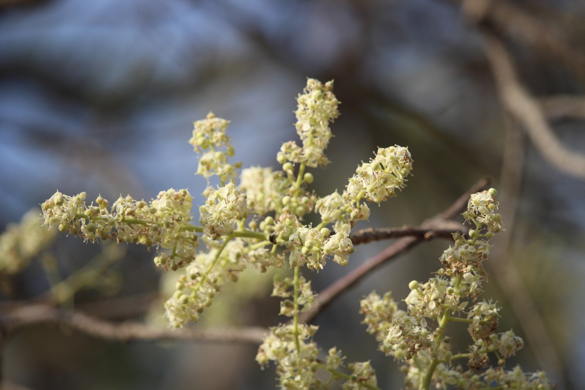 Flora of Sri Lanka